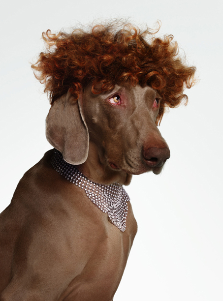 Torkil Gudnason's Bourgeois Dog Series