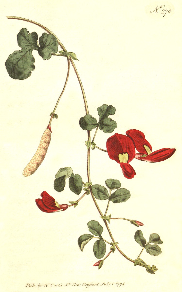 Inspiration: Vintage Botanical Illustrations