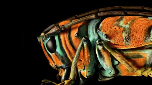 Microsculpture - The insect photography of Levon Biss