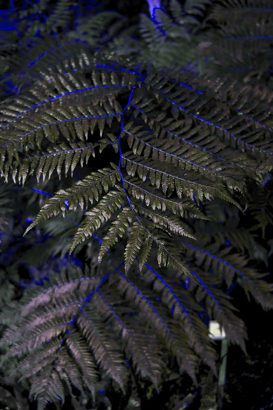 The "Strange Leaves" of Al Mefer