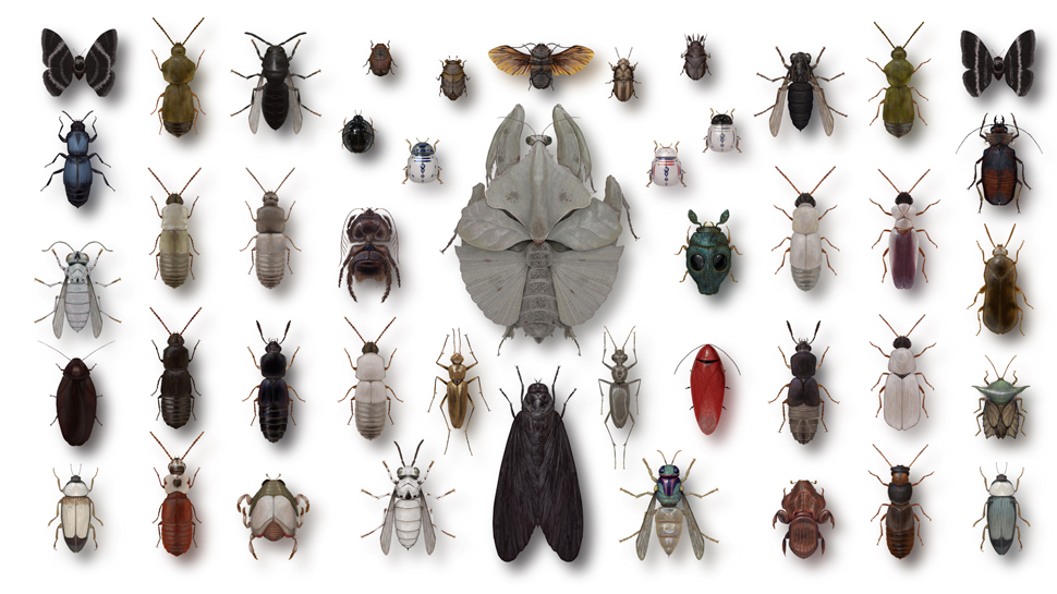 Richard Wilkinson's Star Wars Insects