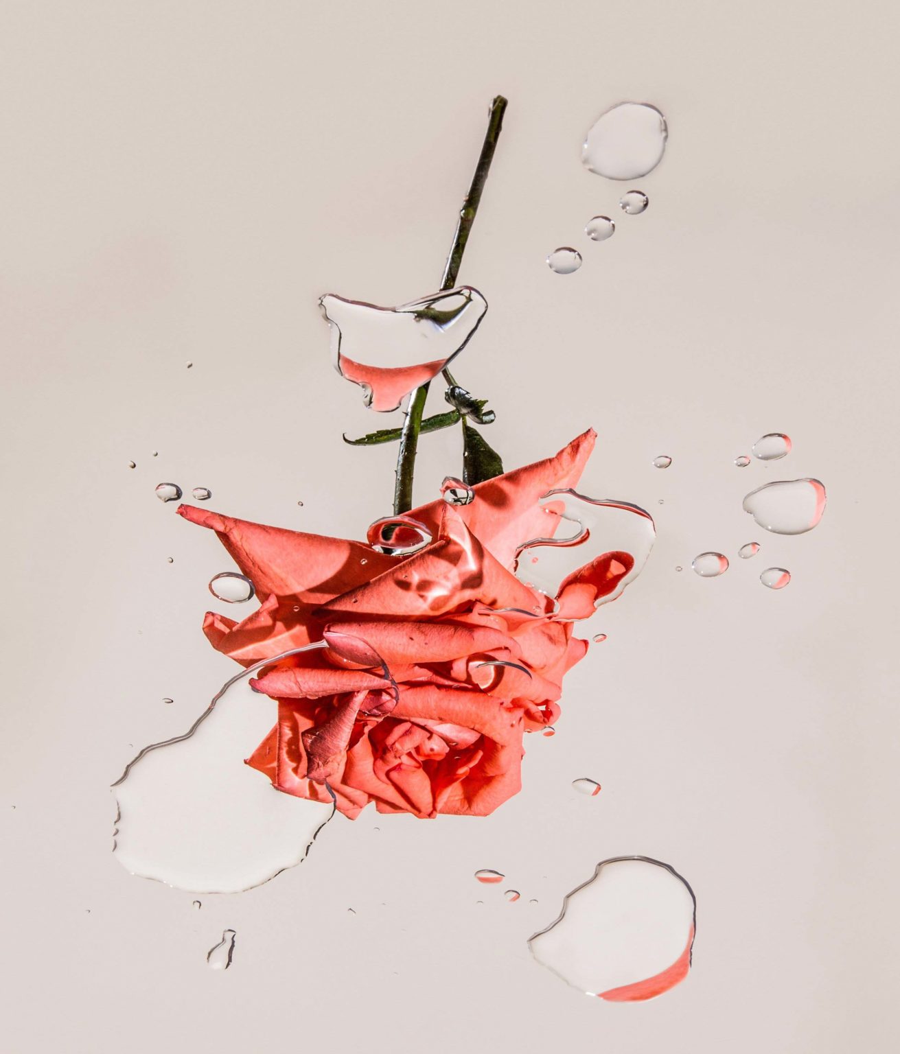 In a Flower Heaven with Suzanne Saroff's Latest Still Lifes