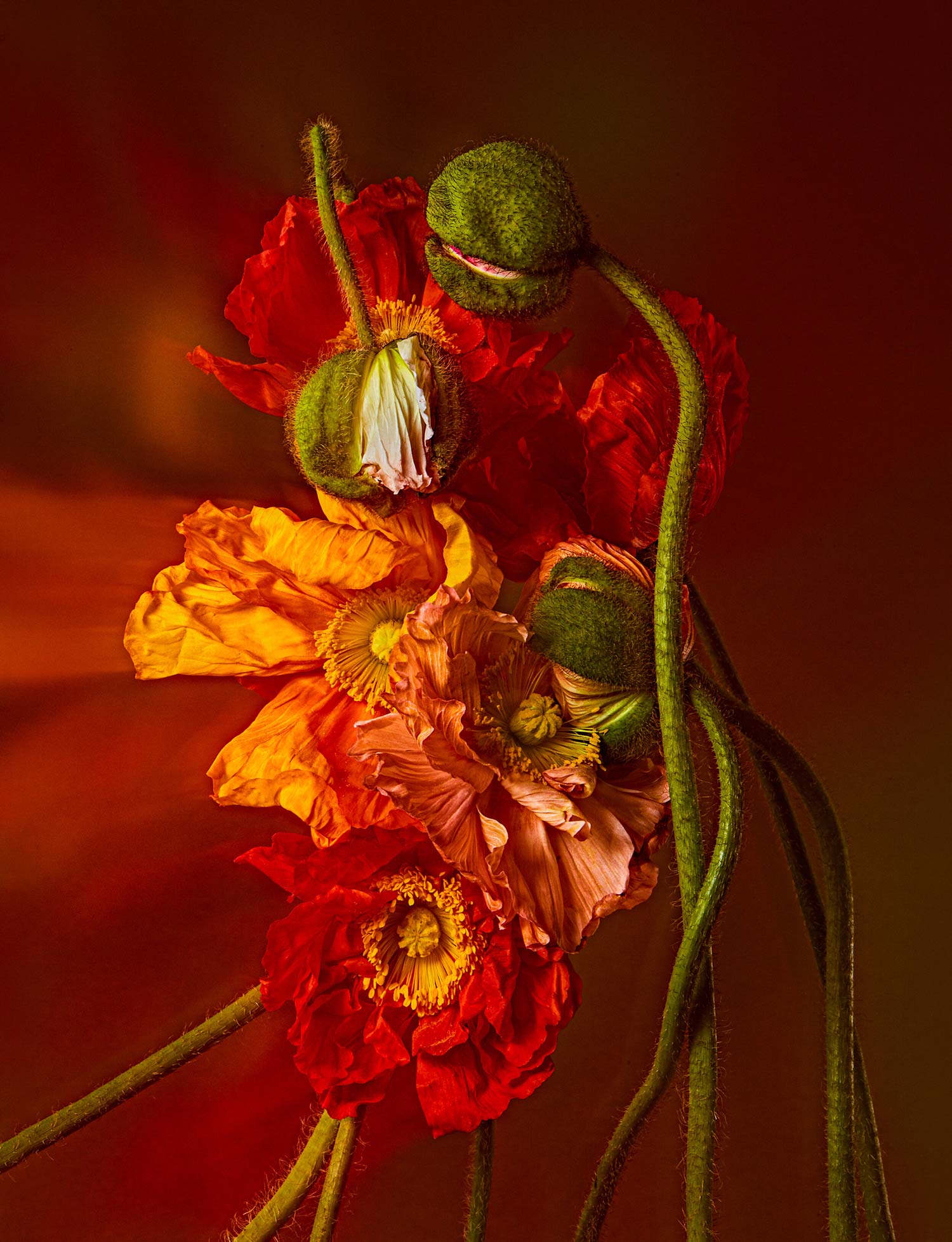 In a Flower Heaven with Suzanne Saroff's Latest Still Lifes