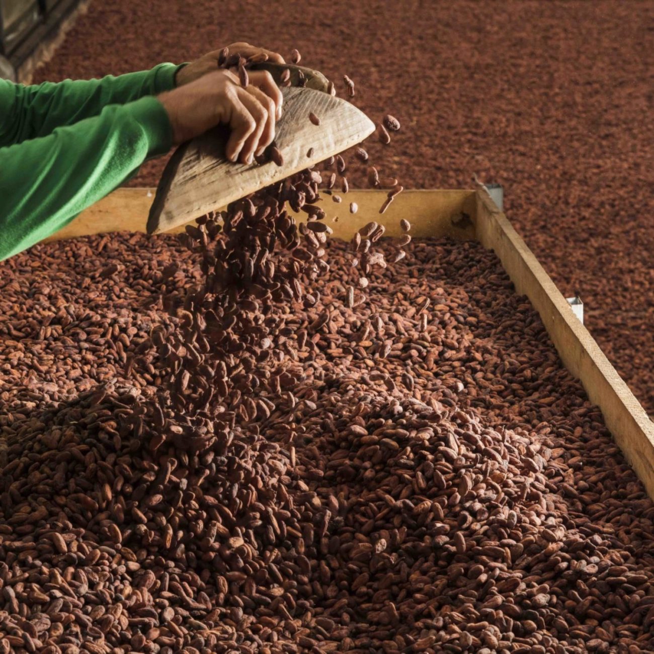 Melting into Tropical Adventure with Dengo Chocolates